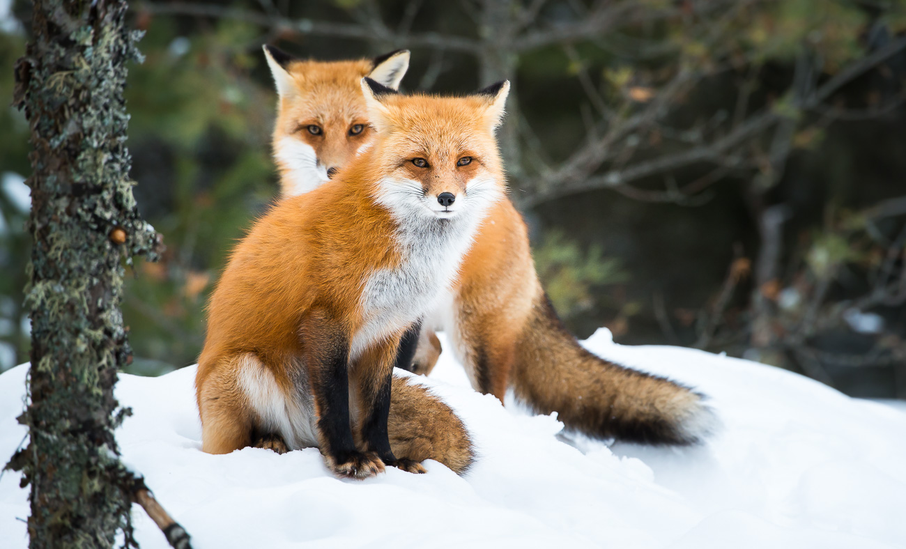 The Fox Story - Nature Labs