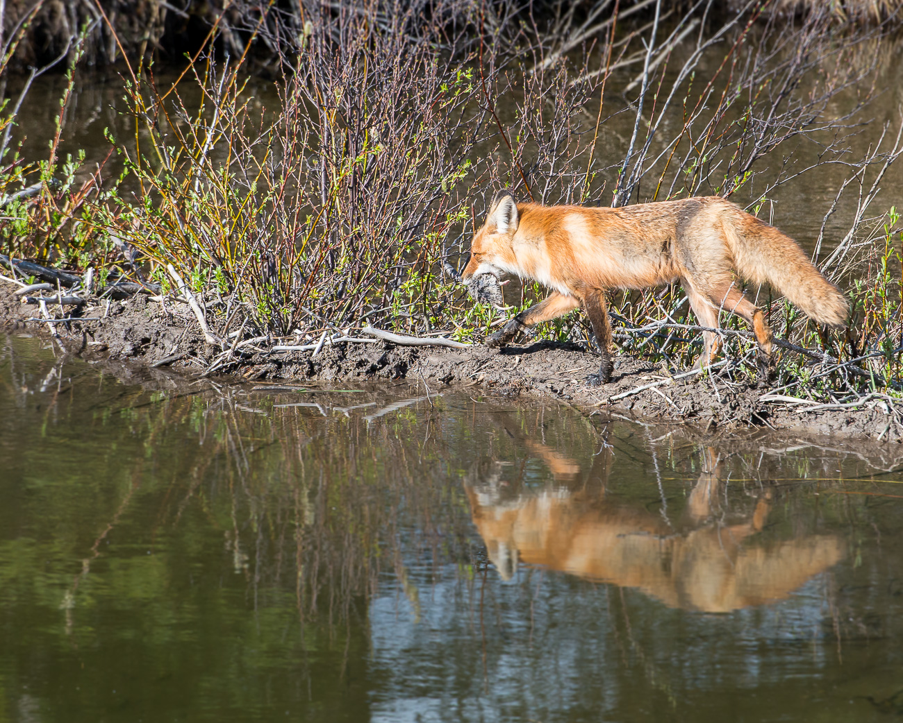 red-fox-hunting-2 | Nature Labs
