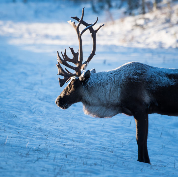 Critically endangered mountain caribou - Nature Labs