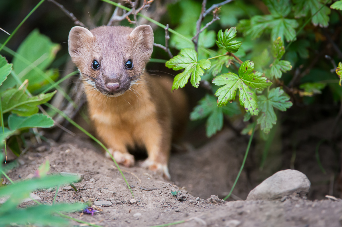 Weasel - Nature Labs