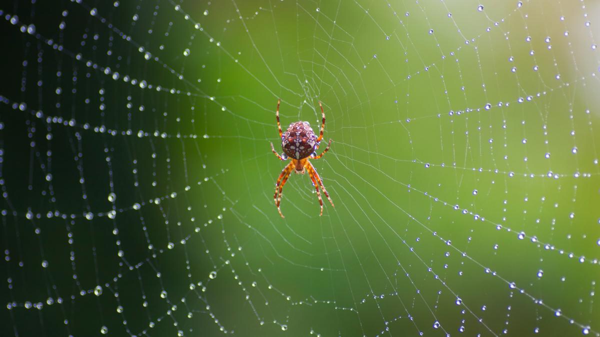 Design Thinking - Nature Labs