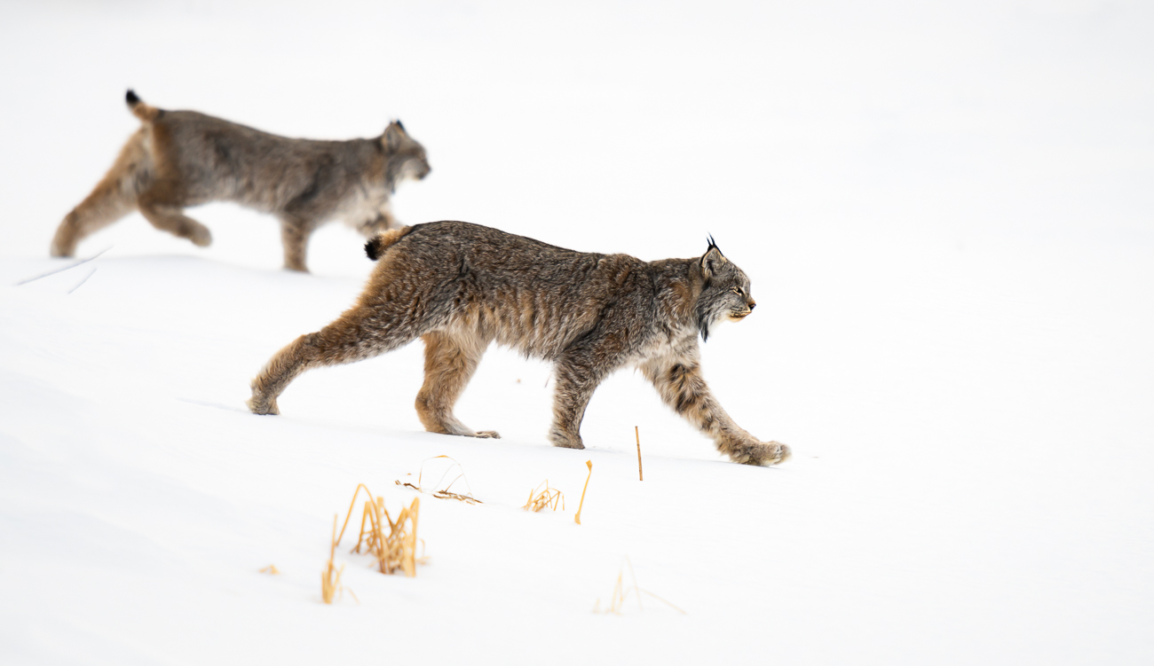 The Lynx Story - Nature Labs