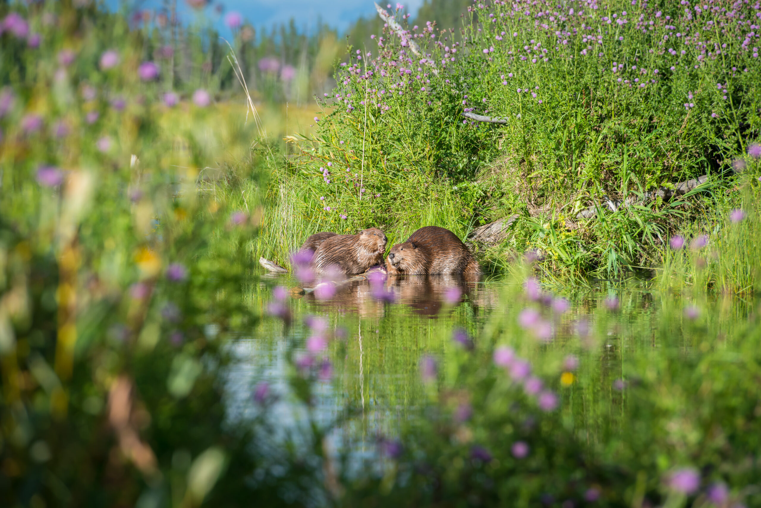 Can't see the forest for the wetland story - Nature Labs