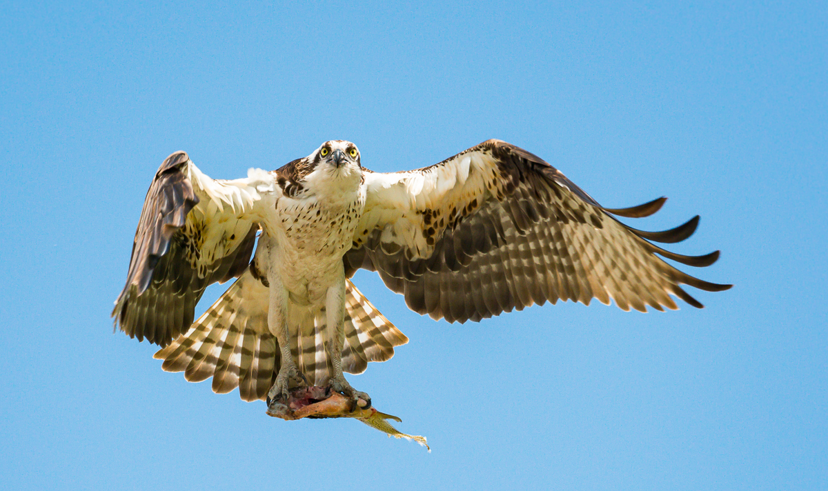 The Greatest Raptor - Nature Labs