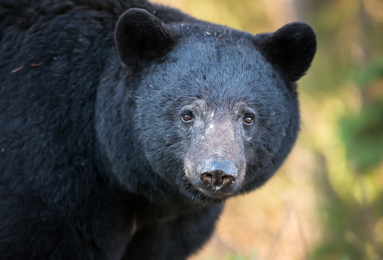 The Black Bear Story Mobile - Nature Labs