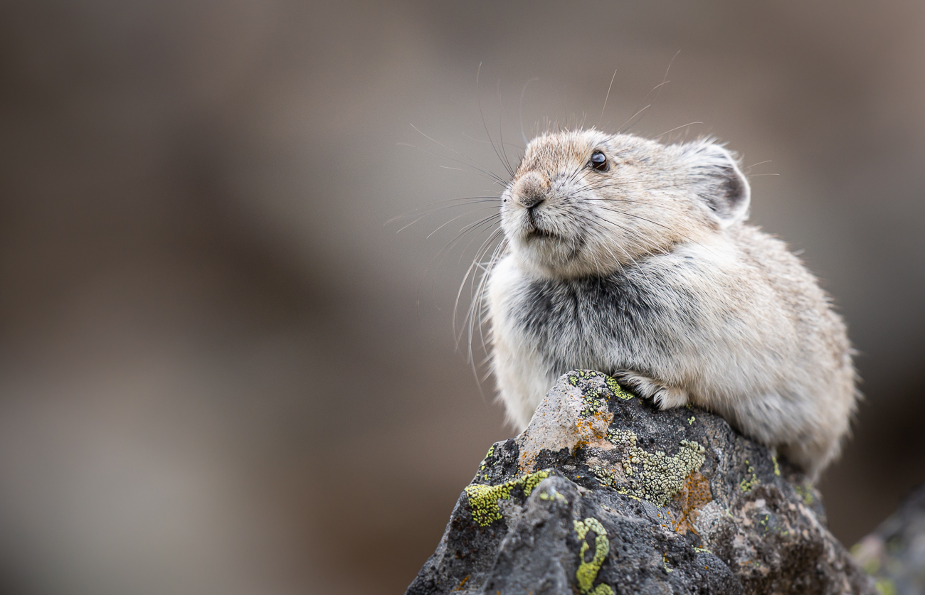 The Pika Story - Nature Labs