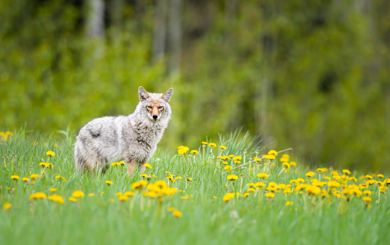 The Coyote Story - Nature Labs