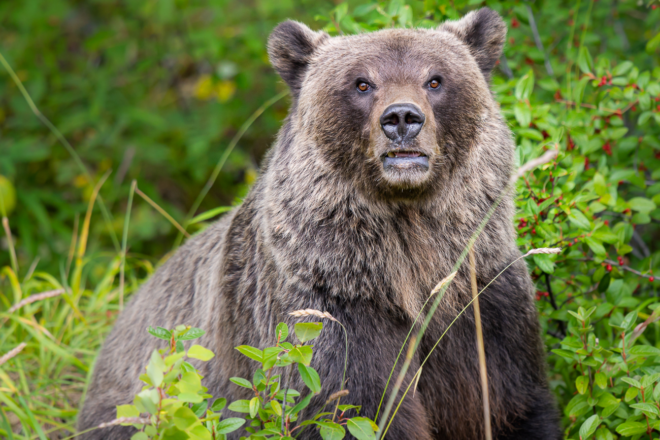 Introducing the new Ghost Bear...and our new project Nature Labs ...