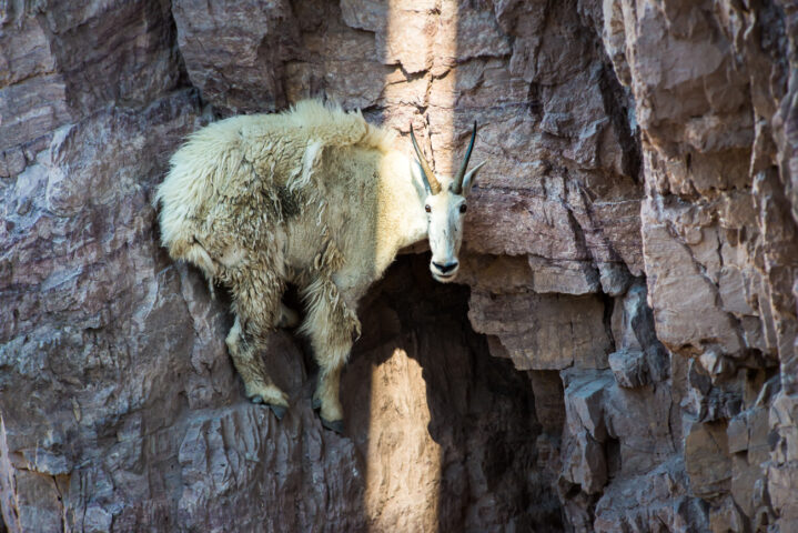 The Mountain Goat Story Mobile - Nature Labs