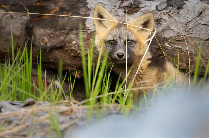 Let’s-not-call-it-a-top-image-countdown-countdown | Nature Labs