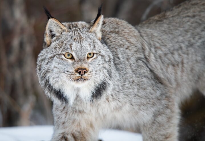 Nature Labs | Powerful storytelling + inquiry based education ...