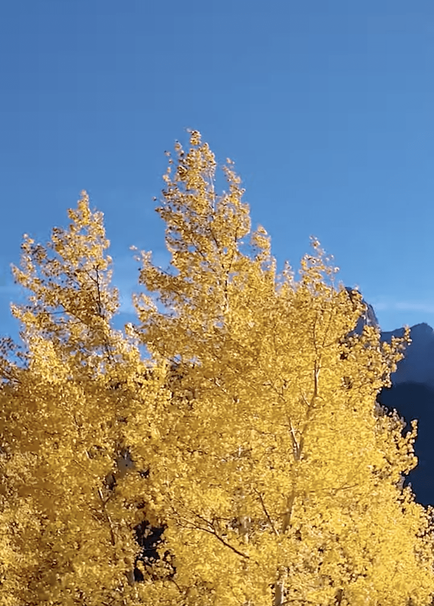 larch tree | Nature Labs